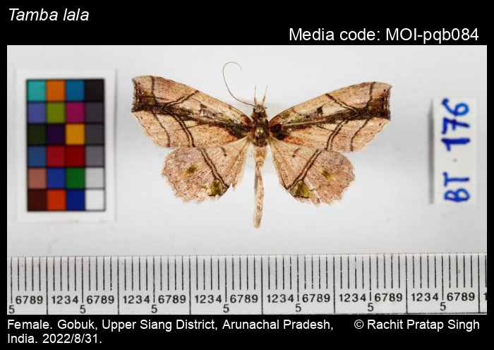 Tamba lala (Swinhoe, 1900) - | Moths